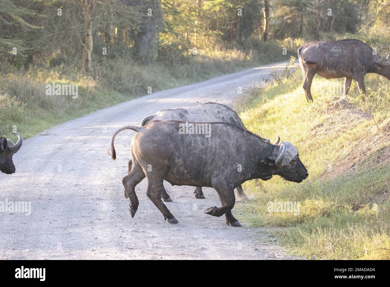 Water Buffalos cross road Stock Photo - Alamy