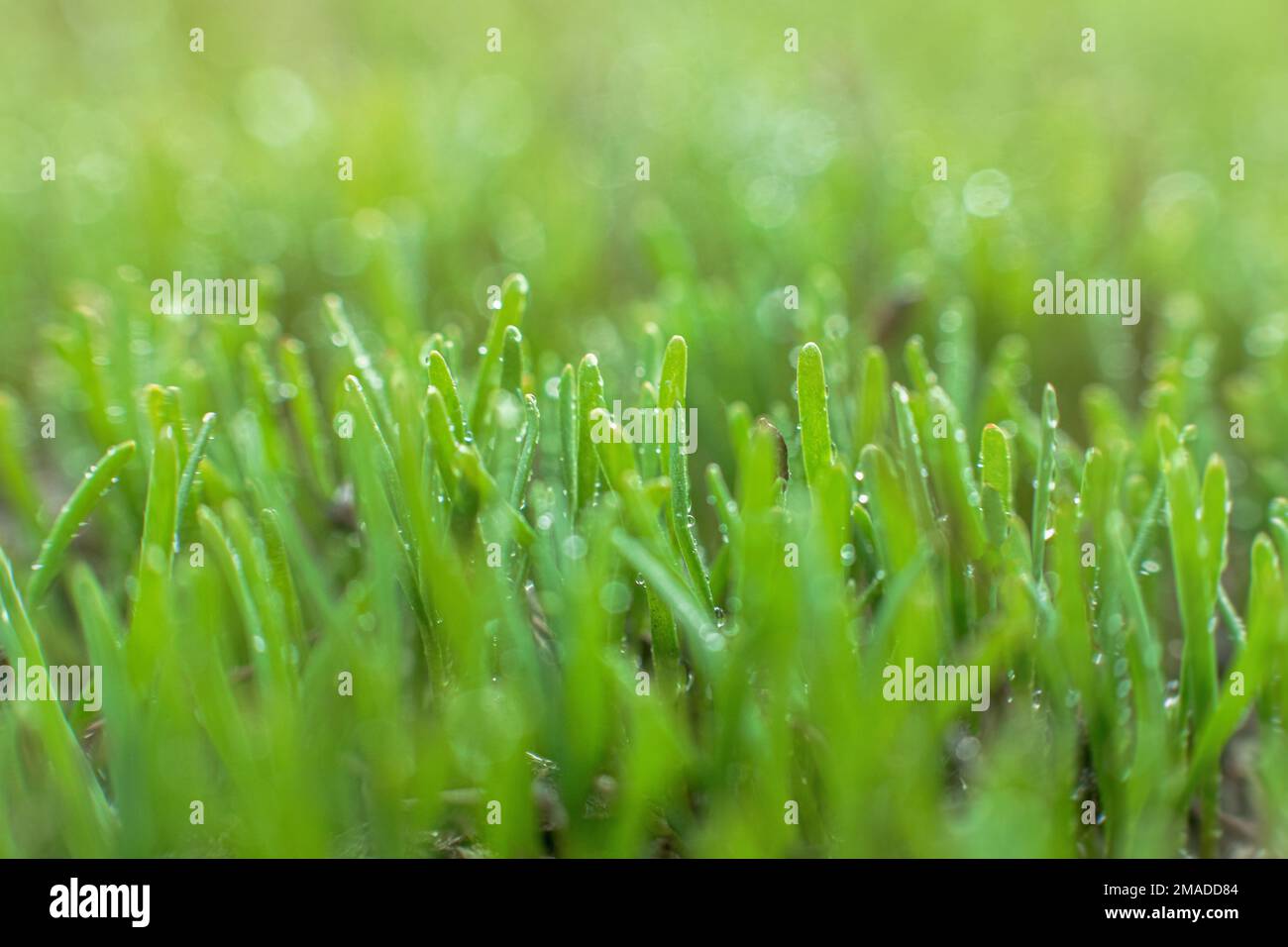 Polygonum aviculare, common knotgrass, prostrate knotweed, birdweed ...