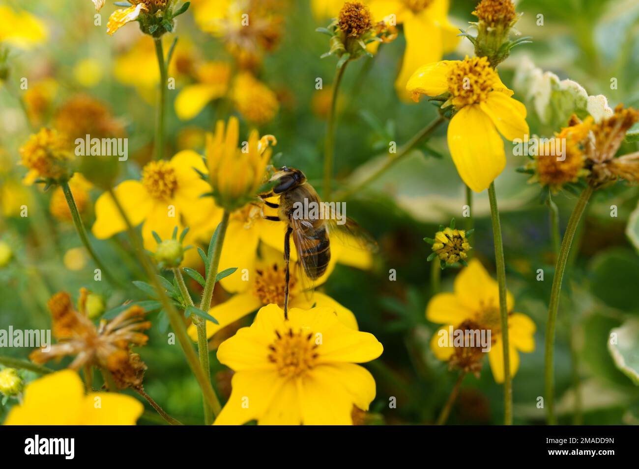 A bee drinks nectar from flowers in a flower bed, an insect Stock Photo ...