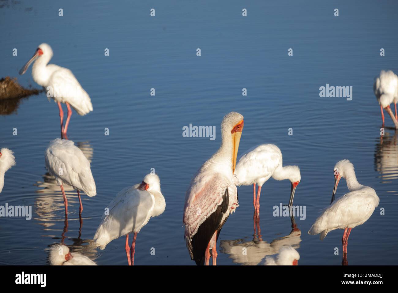 Seagulls clean feathers flock birds hi-res stock photography and images ...
