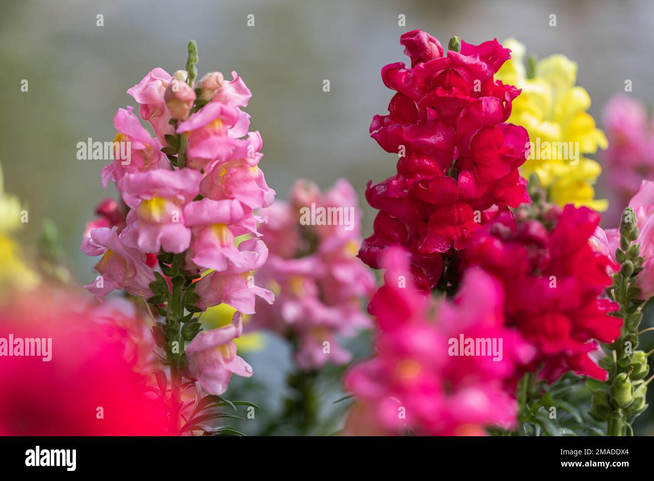 Colorful flower of Snapdragon, Antirrhinum majus Stock Photo - Alamy
