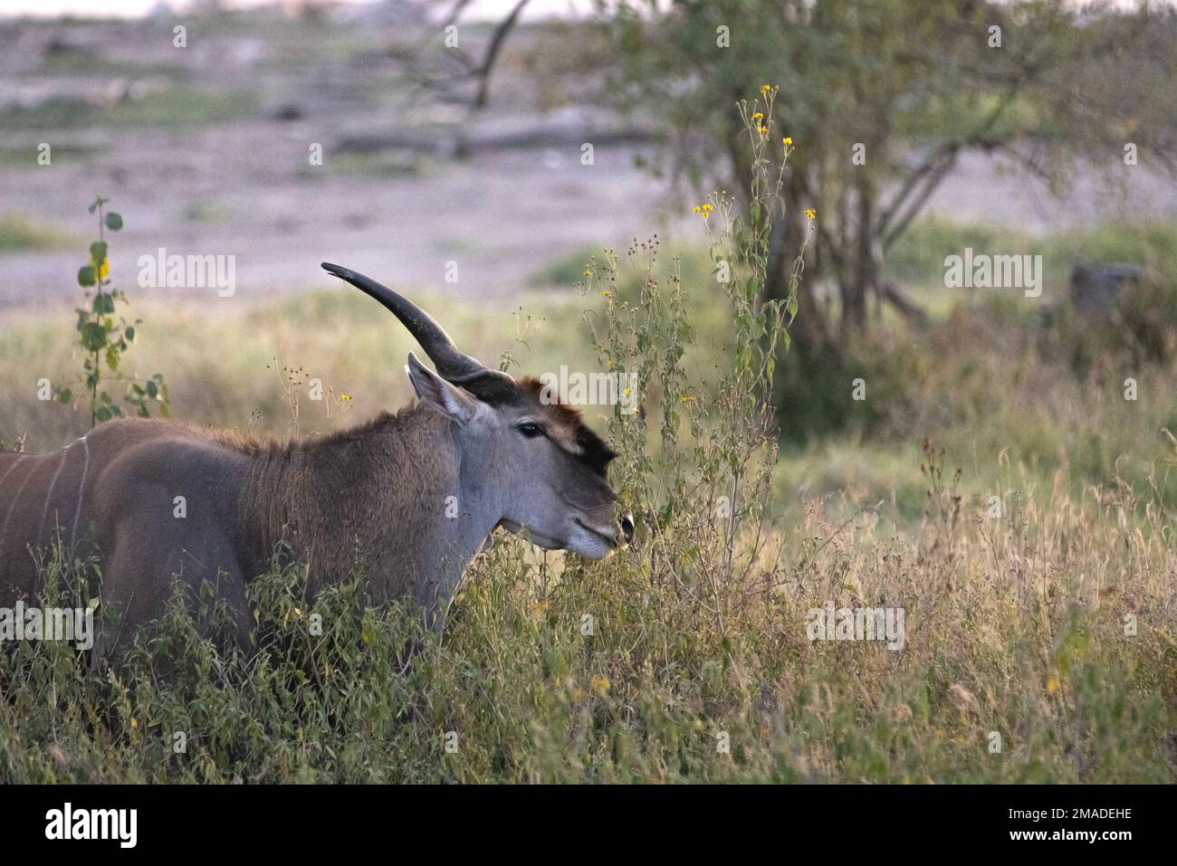 Impala horn hi-res stock photography and images - Alamy