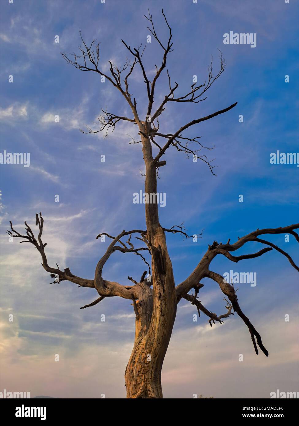 A vertical low-angle closeup of a beautiful dead tree against a blue ...