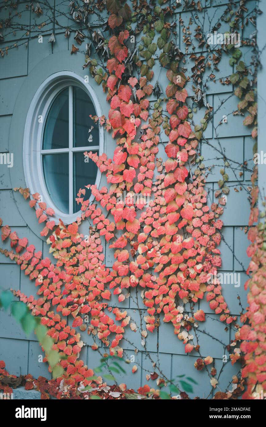 A closeup of Japanese creepers overgrowing a building with a round ...