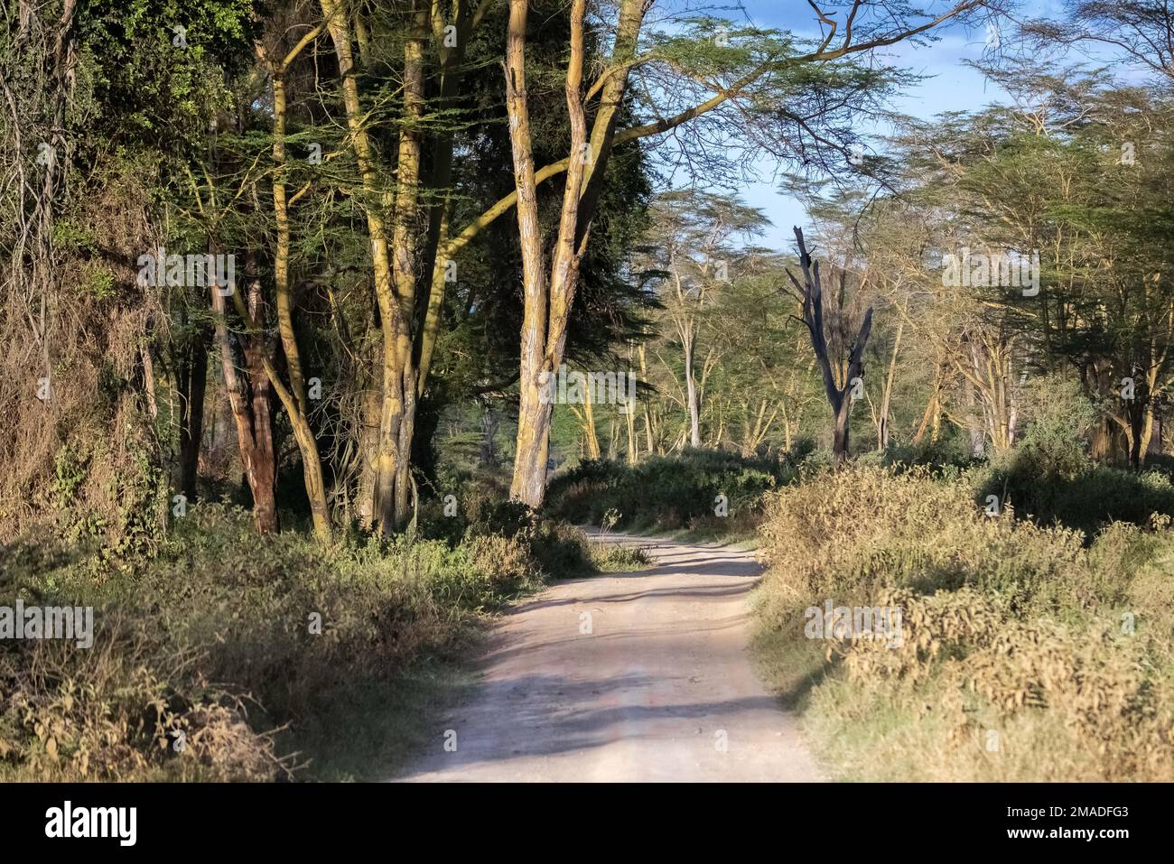Safari road in Lake Nakura Stock Photo - Alamy