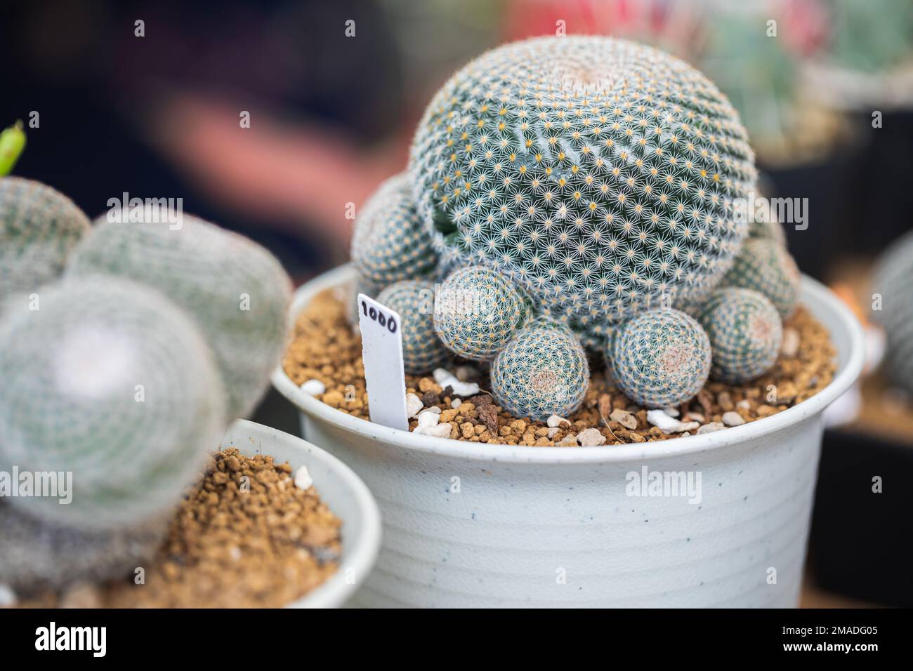 Cactus plant potted on blurred botanical garden background Stock Photo ...