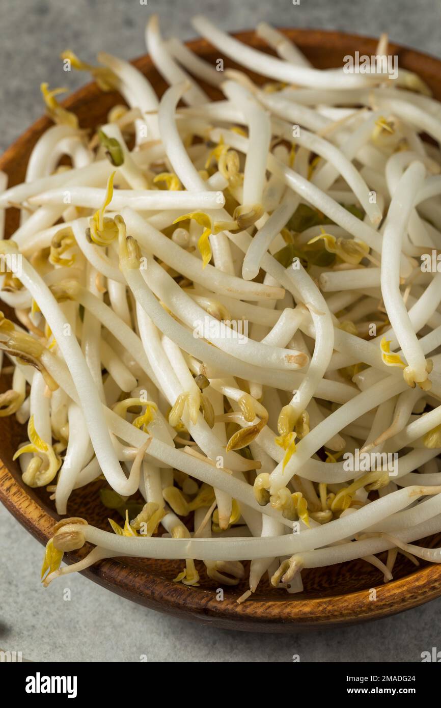 Raw White Organic Soy Bean Sprouts in a Bowl Stock Photo - Alamy