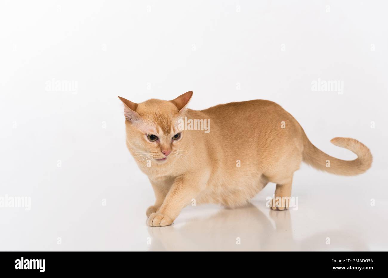 Beautiful Burmese Cat Studio Photoshoot Stock Photo - Alamy