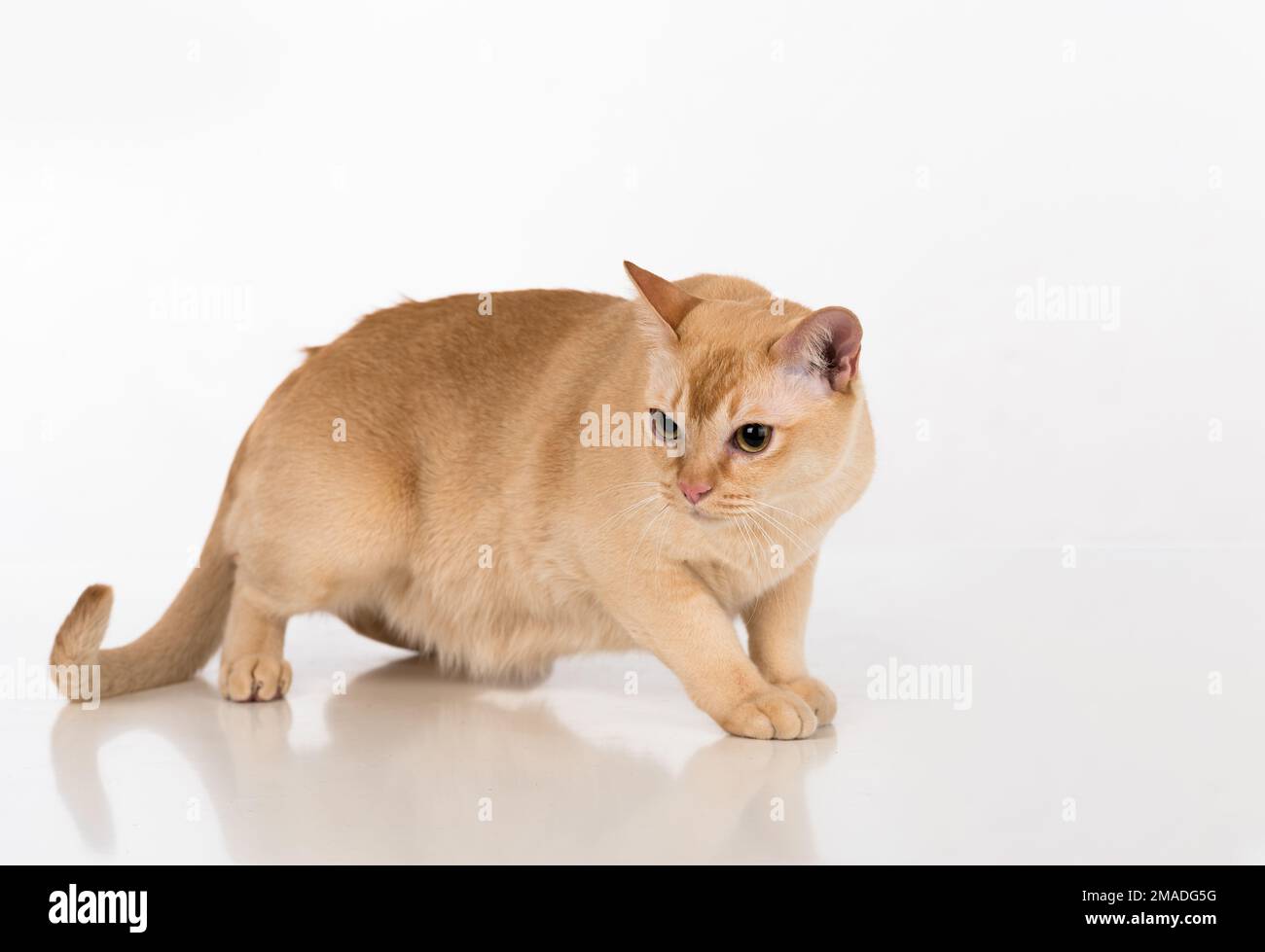 Beautiful Burmese Cat Studio Photoshoot Stock Photo - Alamy