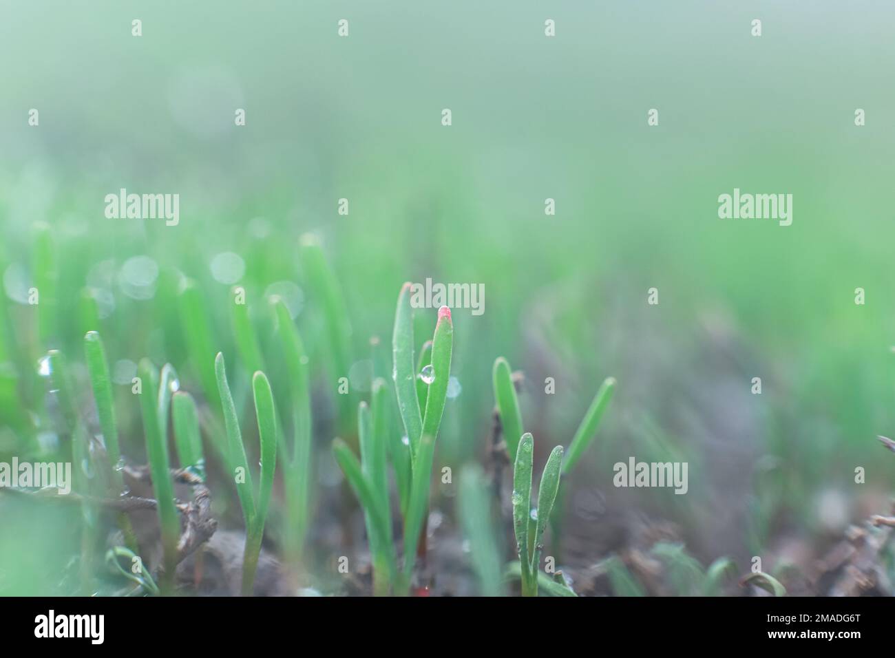 Polygonum aviculare, common knotgrass, prostrate knotweed, birdweed ...