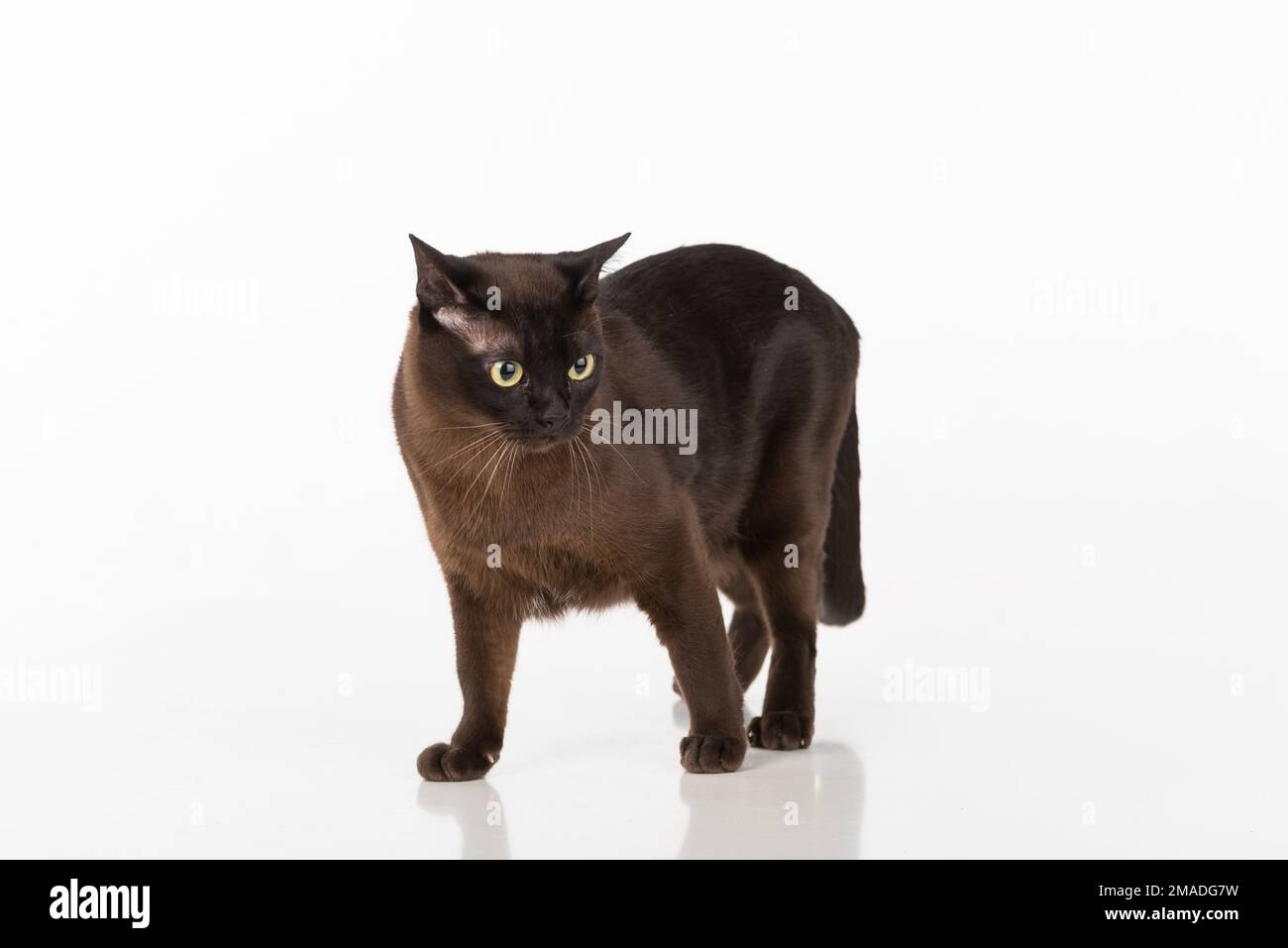 Beautiful Burmese Cat Studio Photoshoot Stock Photo - Alamy