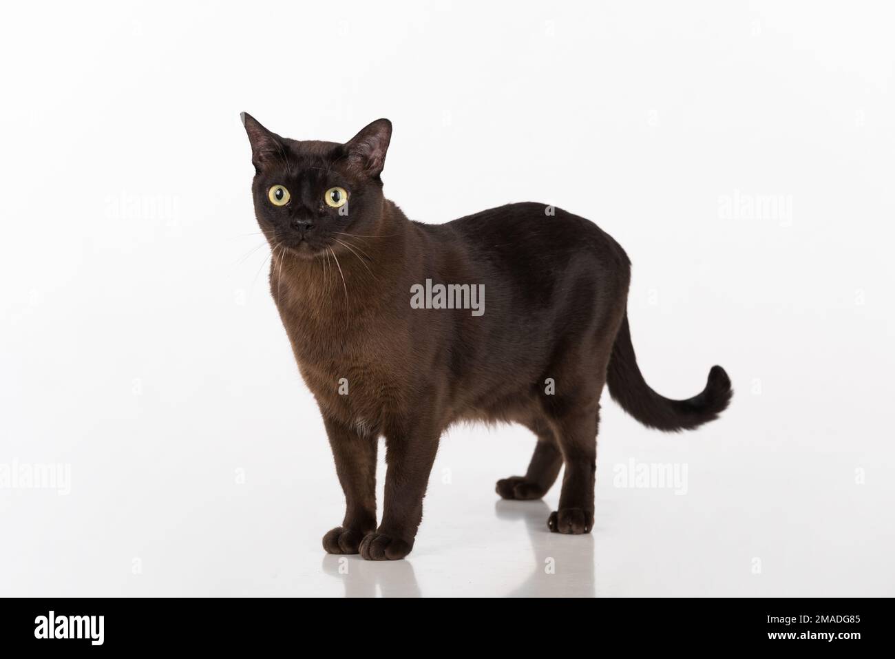 Beautiful Burmese Cat Studio Photoshoot Stock Photo - Alamy