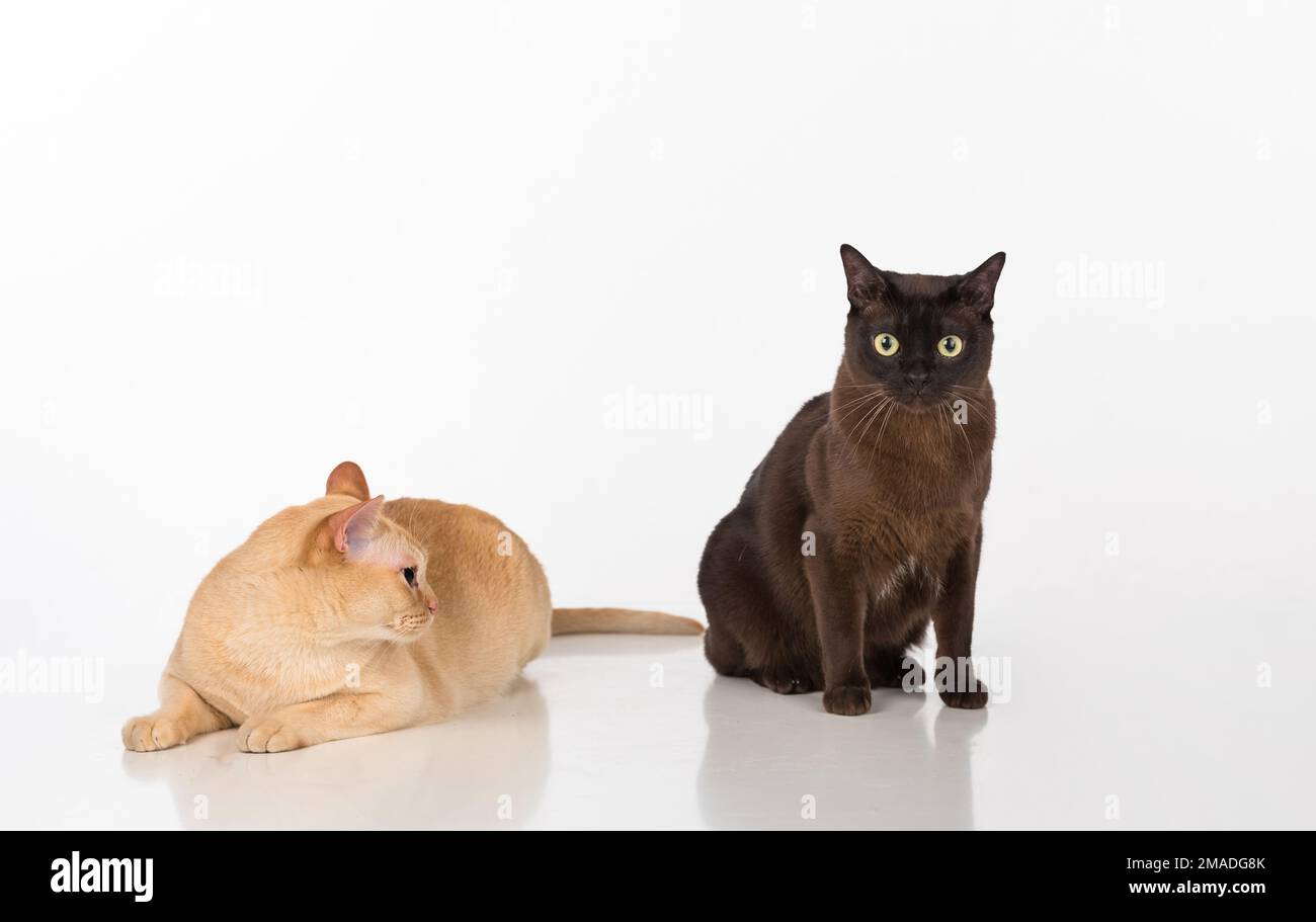 Beautiful Burmese Cats Studio Photoshoot. Isolated on White Background ...