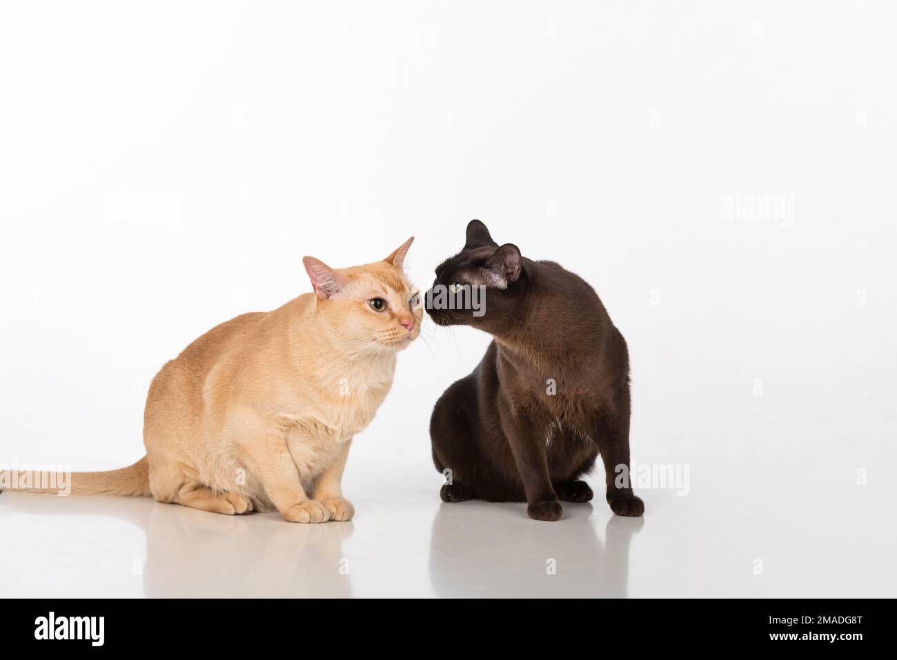 Beautiful Burmese Cats Studio Photoshoot. Isolated on White Background ...