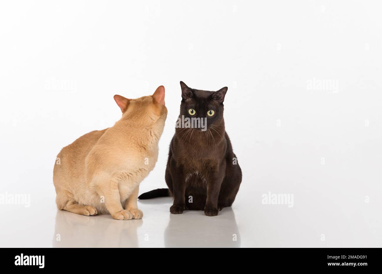 Beautiful Burmese Cats Studio Photoshoot. Isolated on White Background ...