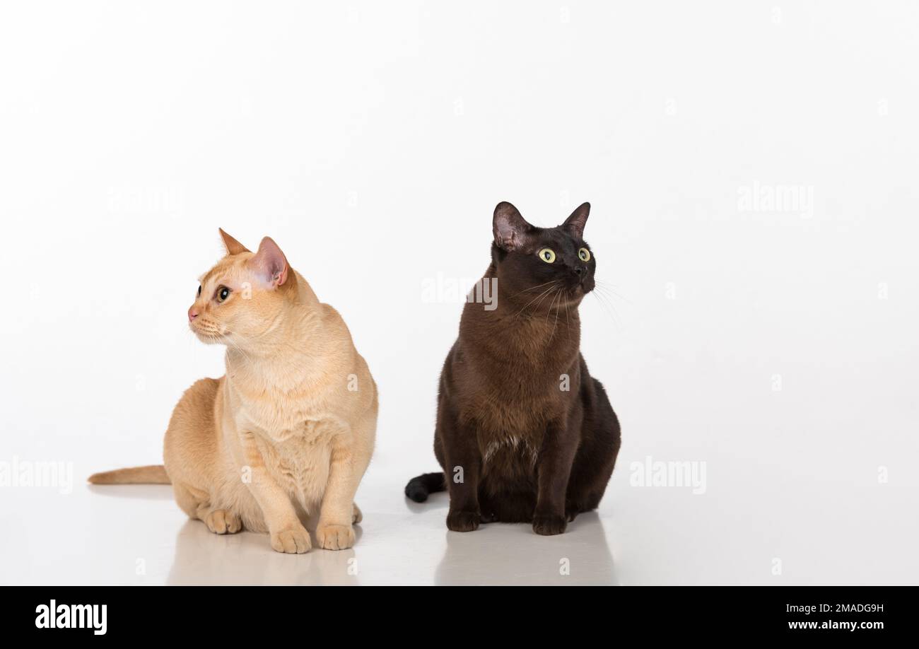 Beautiful Burmese Cats Studio Photoshoot. Isolated on White Background ...