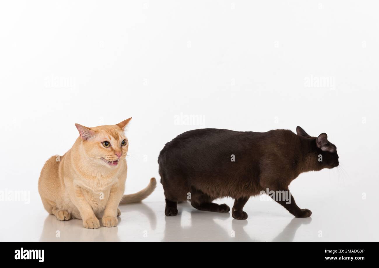 Beautiful Burmese Cats Studio Photoshoot. Isolated on White Background ...