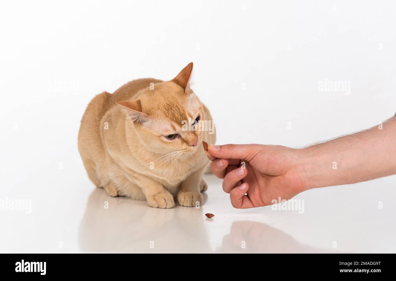 Beautiful Burmese Cat Studio Photoshoot Stock Photo - Alamy