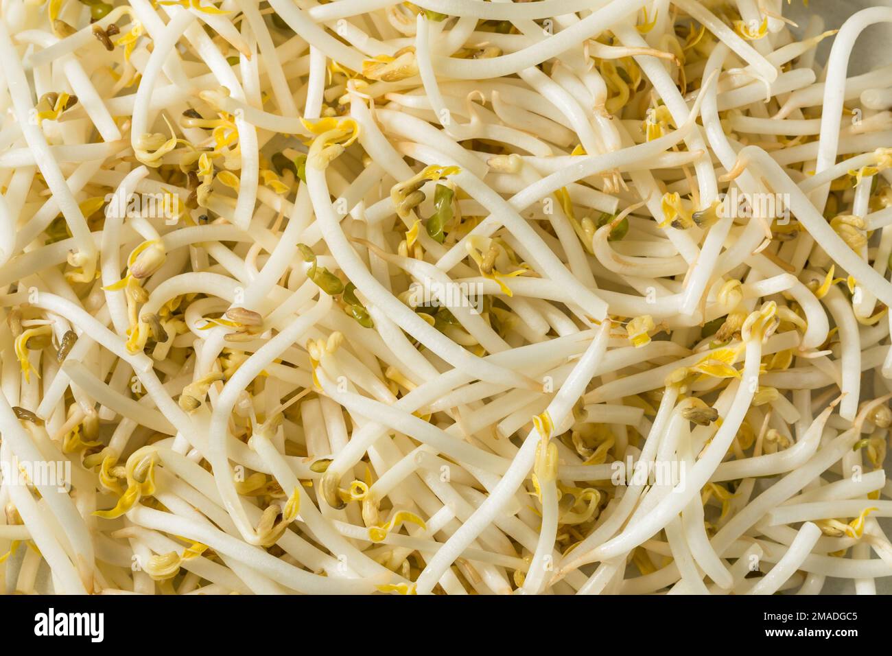 Raw White Organic Soy Bean Sprouts in a Bowl Stock Photo - Alamy