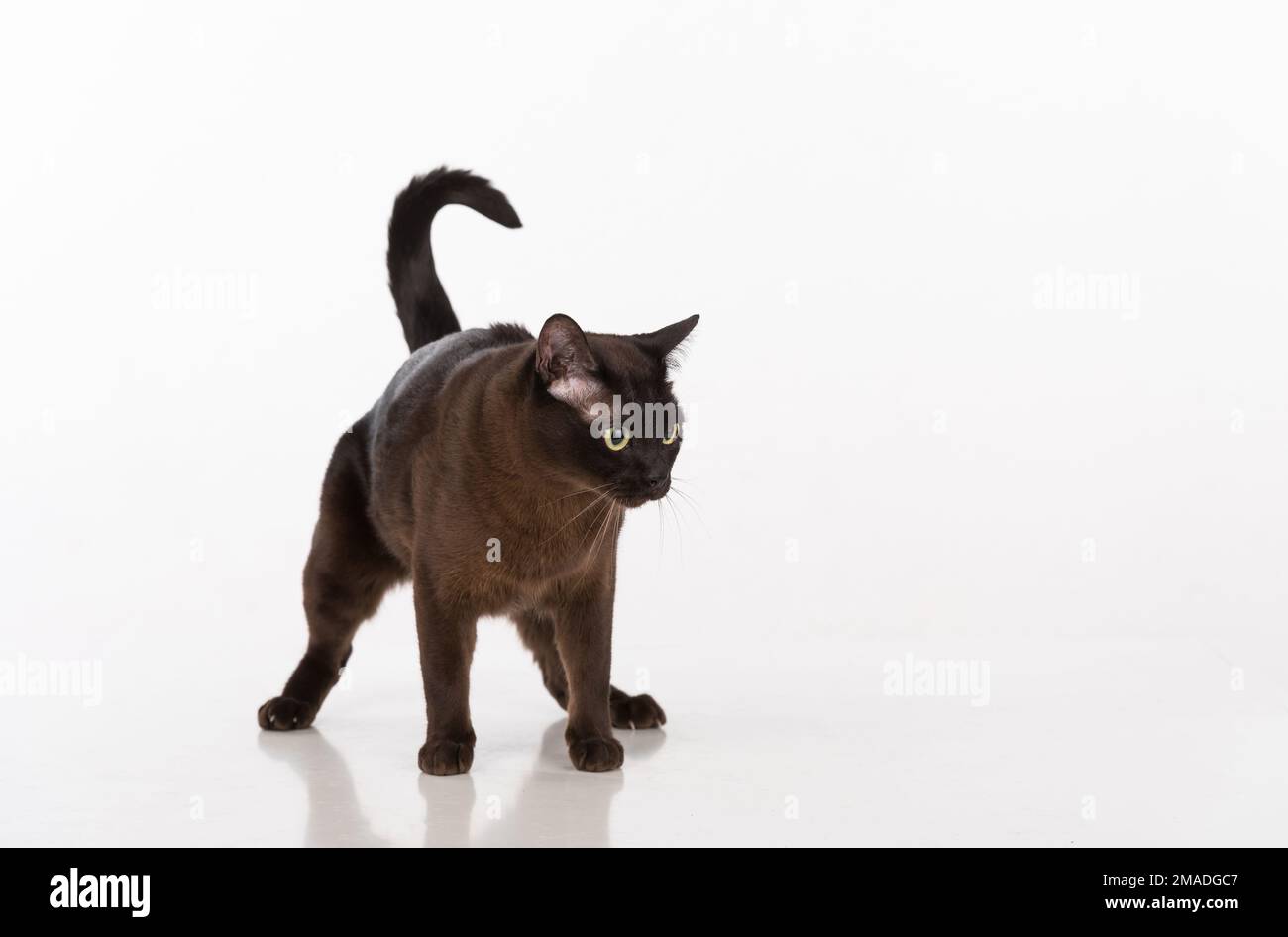 Beautiful Burmese Cat Studio Photoshoot Stock Photo - Alamy