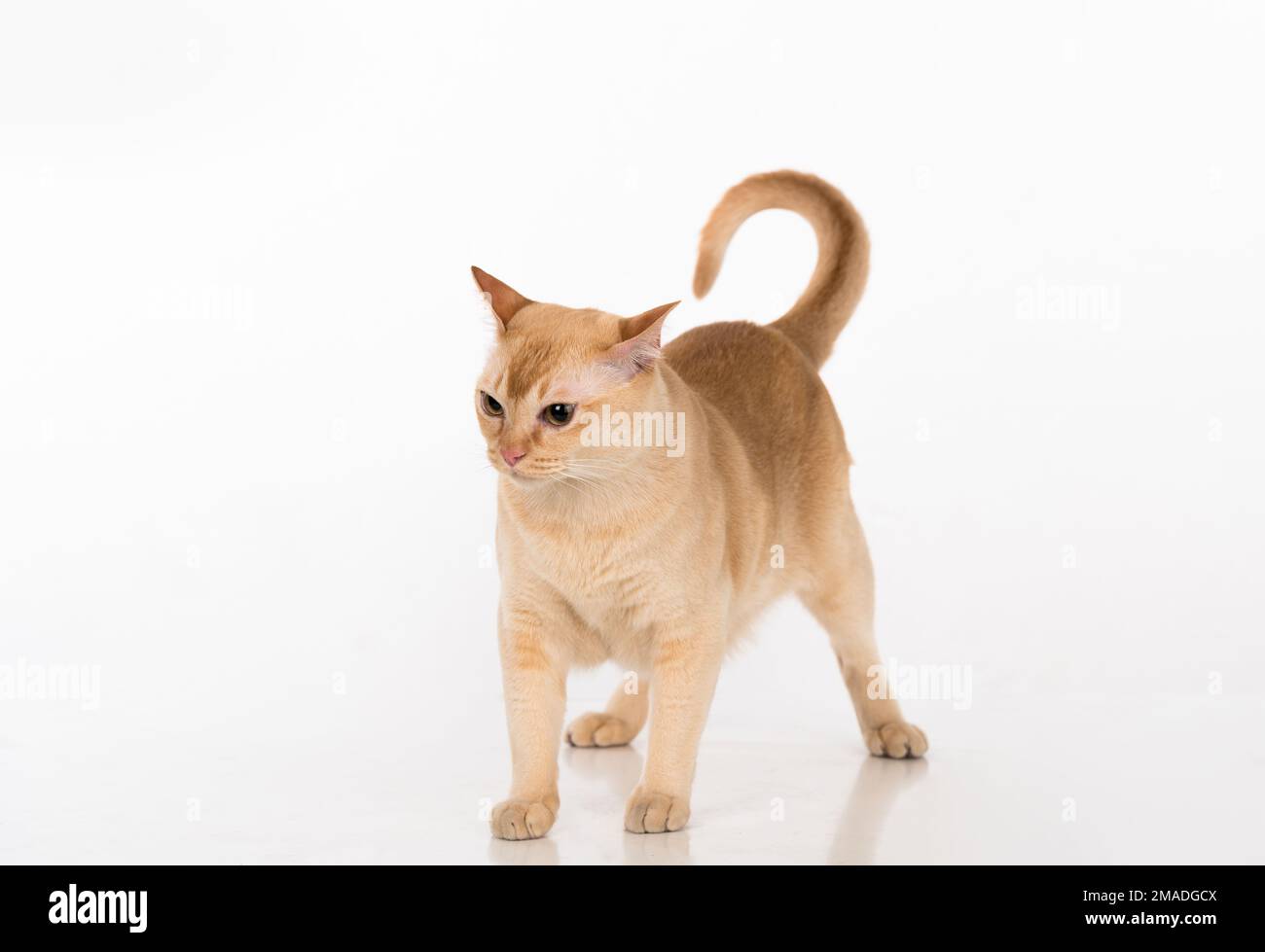 Beautiful Burmese Cat Studio Photoshoot Stock Photo - Alamy
