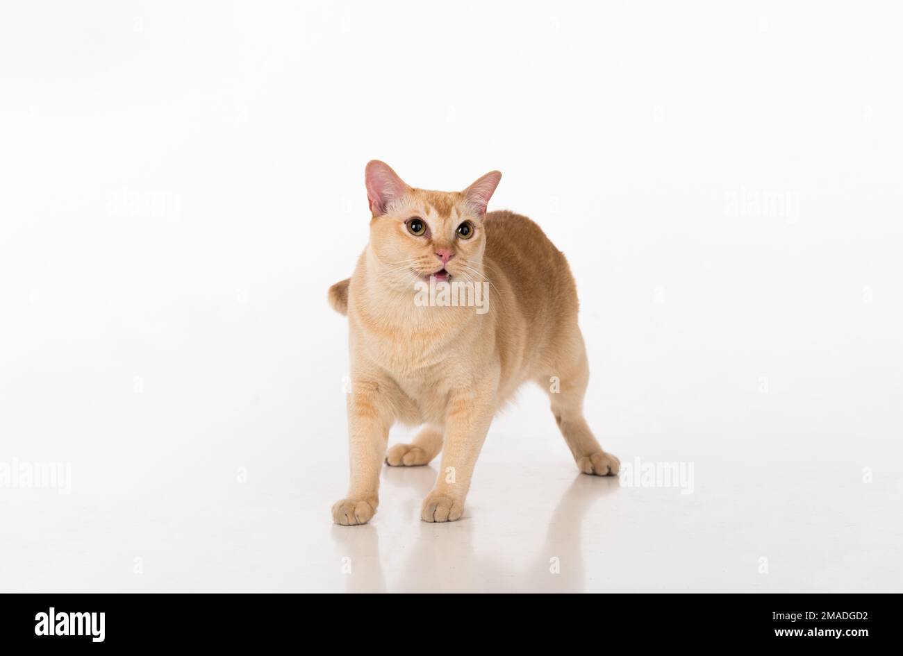Beautiful Burmese Cat Studio Photoshoot Stock Photo - Alamy