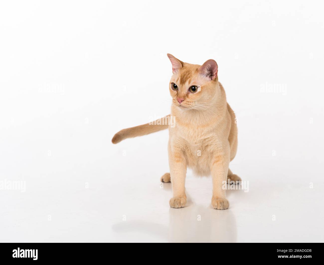 Beautiful Burmese Cat Studio Photoshoot Stock Photo - Alamy