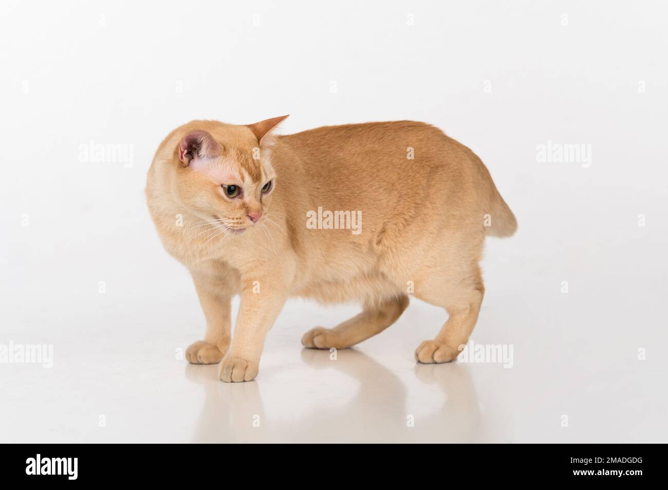 Beautiful Burmese Cat Studio Photoshoot Stock Photo - Alamy