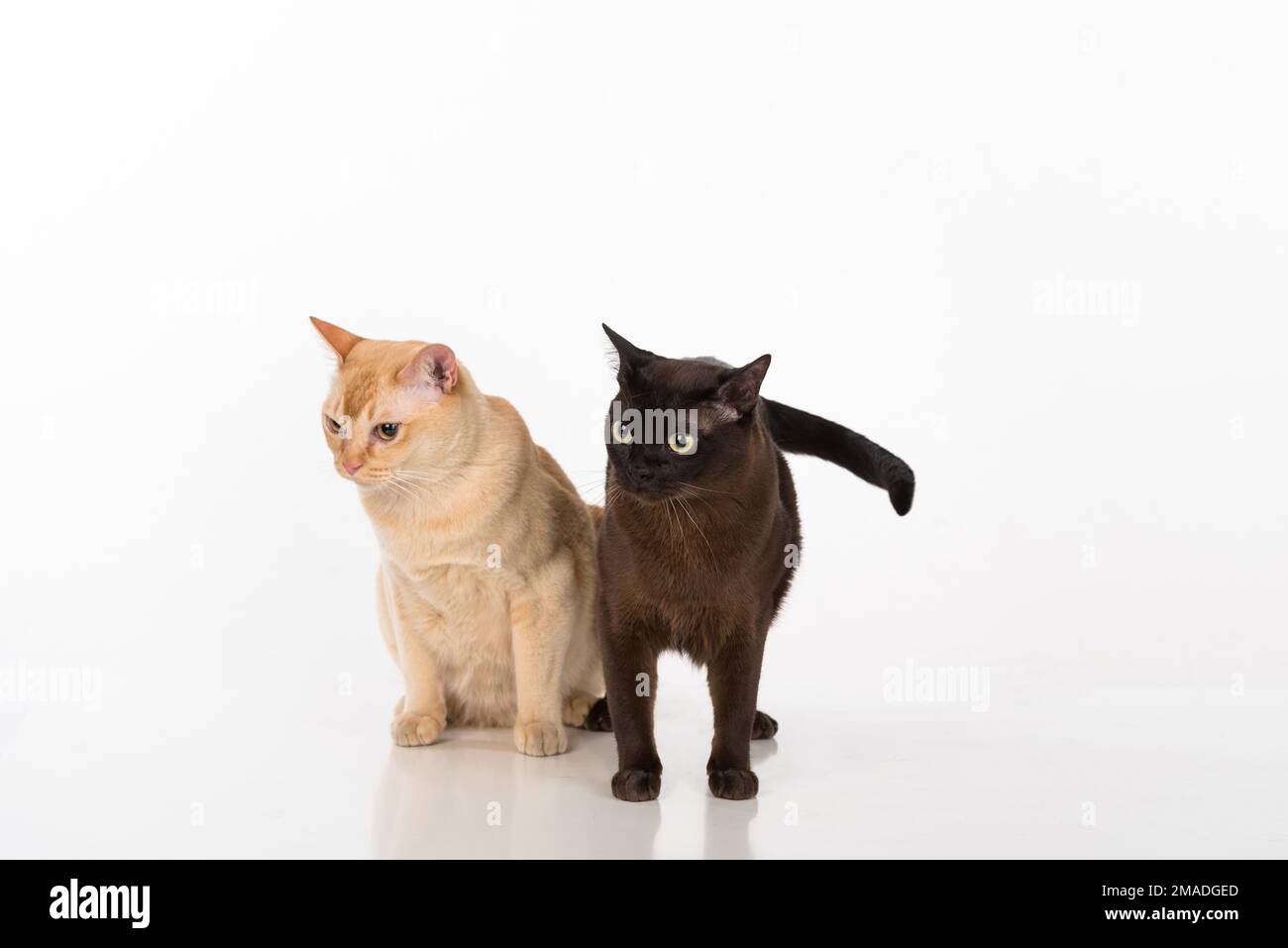 Beautiful Burmese Cats Studio Photoshoot. Isolated on White Background ...