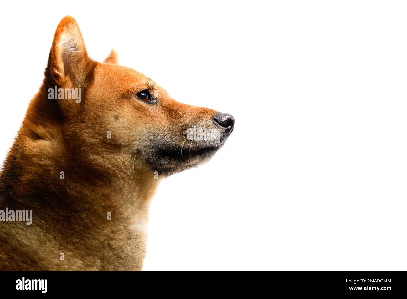 Side view shiba inu hi-res stock photography and images - Alamy