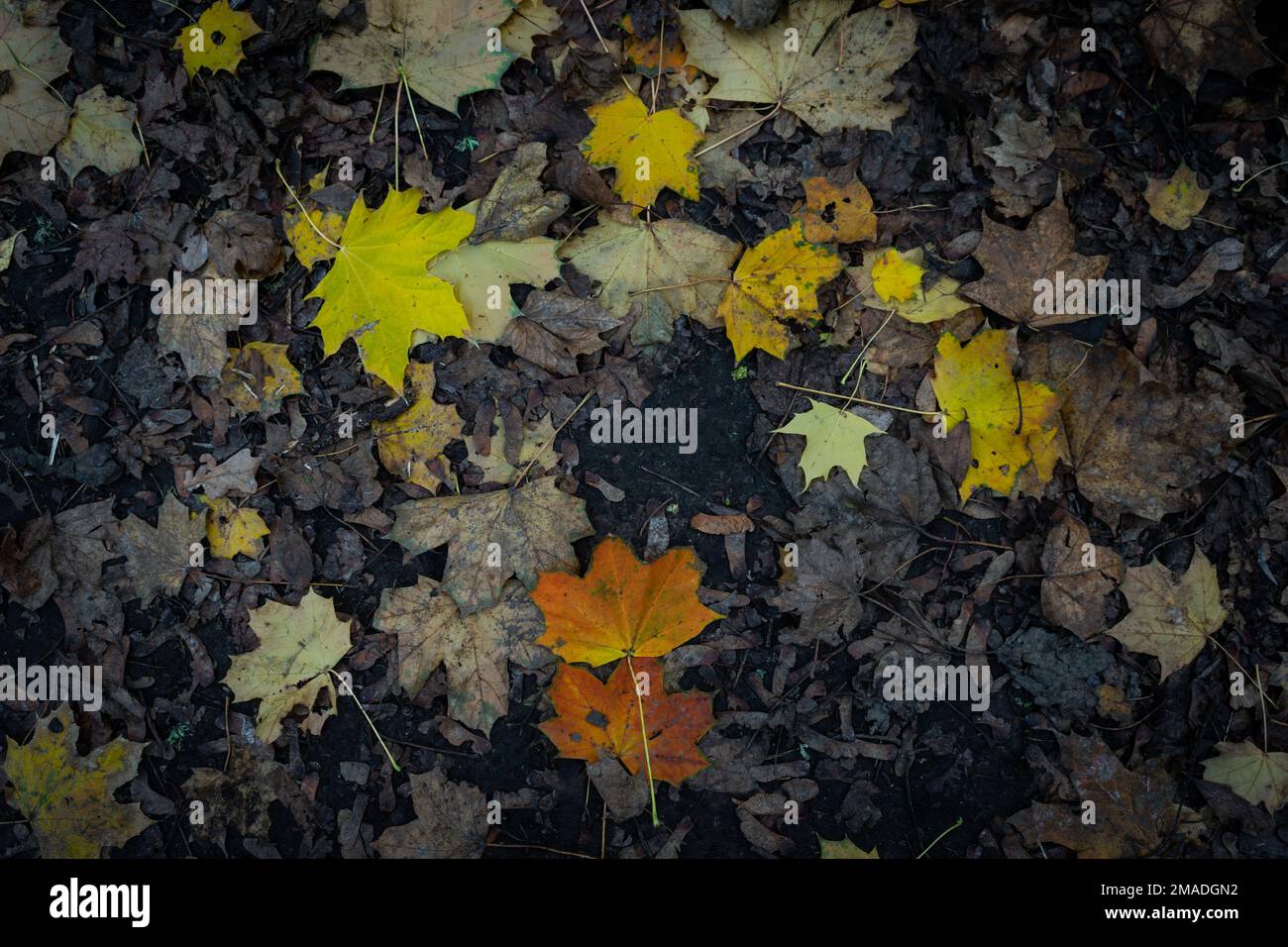 Mud floor hi-res stock photography and images - Alamy