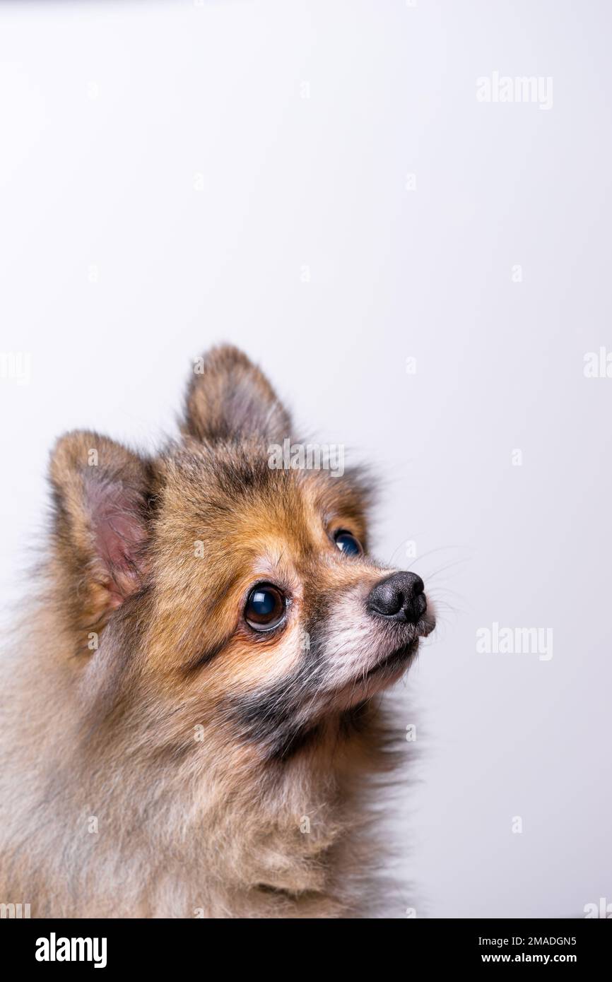 German spitz dog hi-res stock photography and images - Alamy