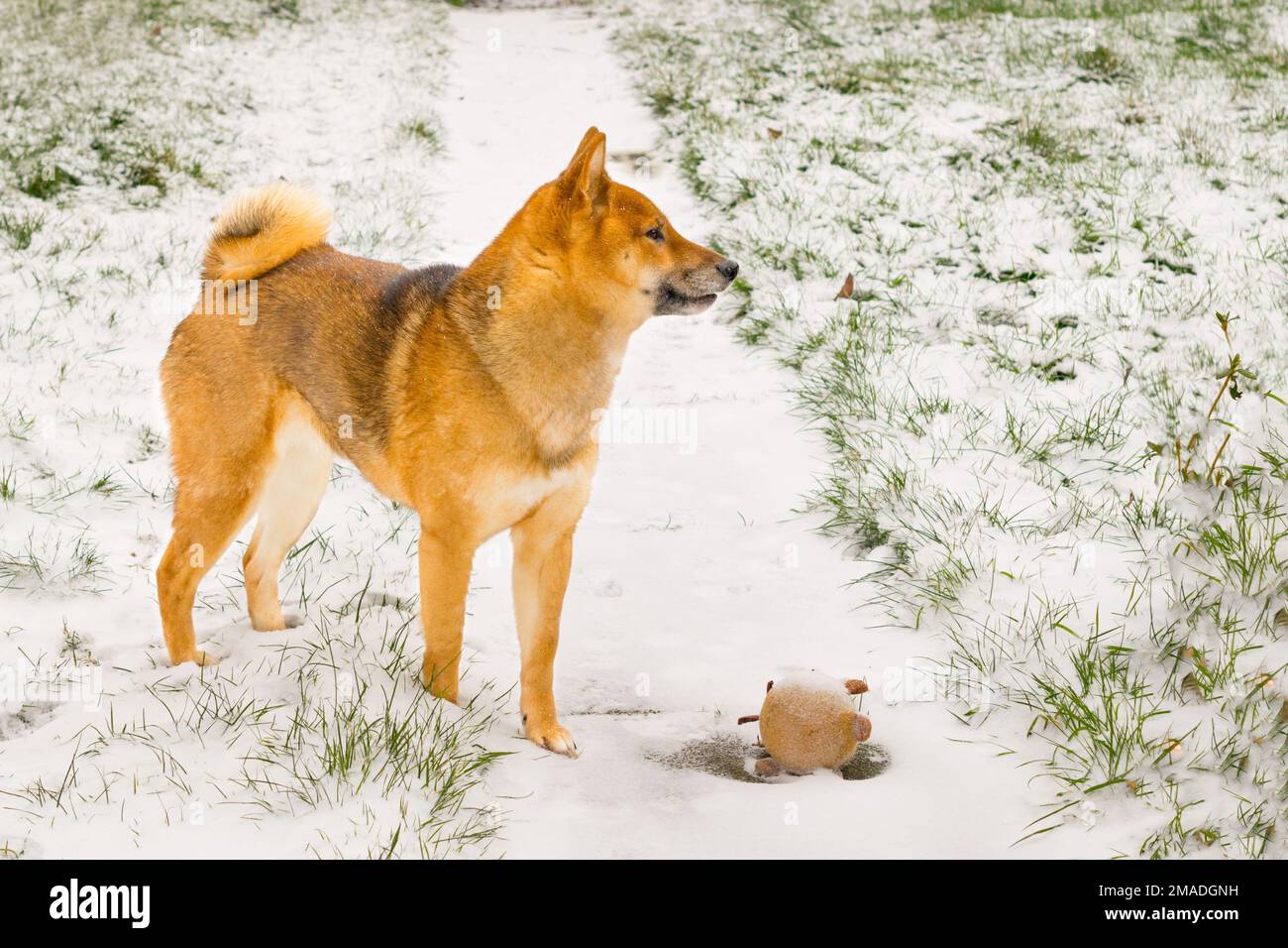 Shiba Inu Dog Standing In Snow Stock Photo - Alamy