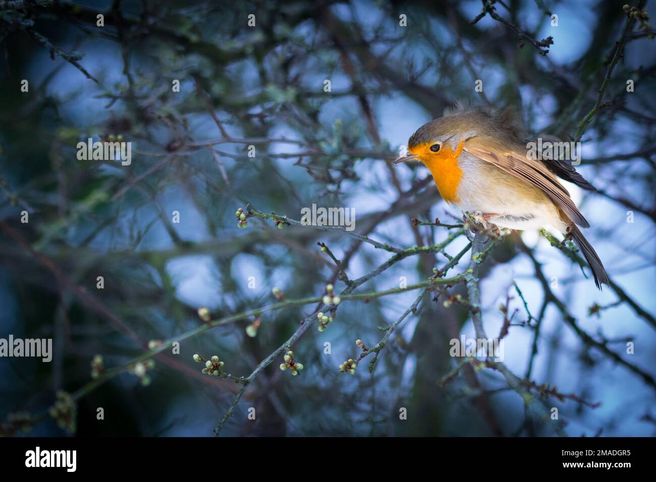 Red Robin Bird On Tree Branch With Snow White Background Stock Photo ...