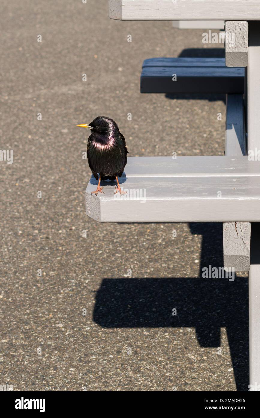 Bird Standing On Bench Seat Stock Photo - Alamy