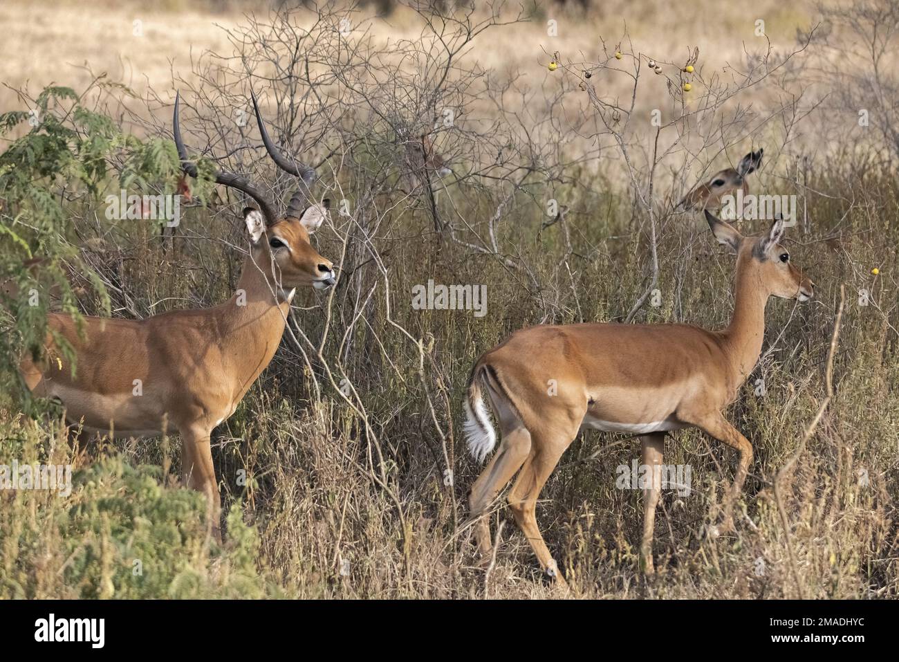 Impalas cross a safari road Stock Photo - Alamy