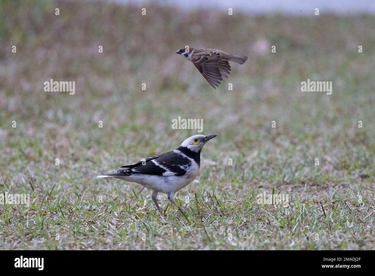 Birds in the park Stock Photo - Alamy