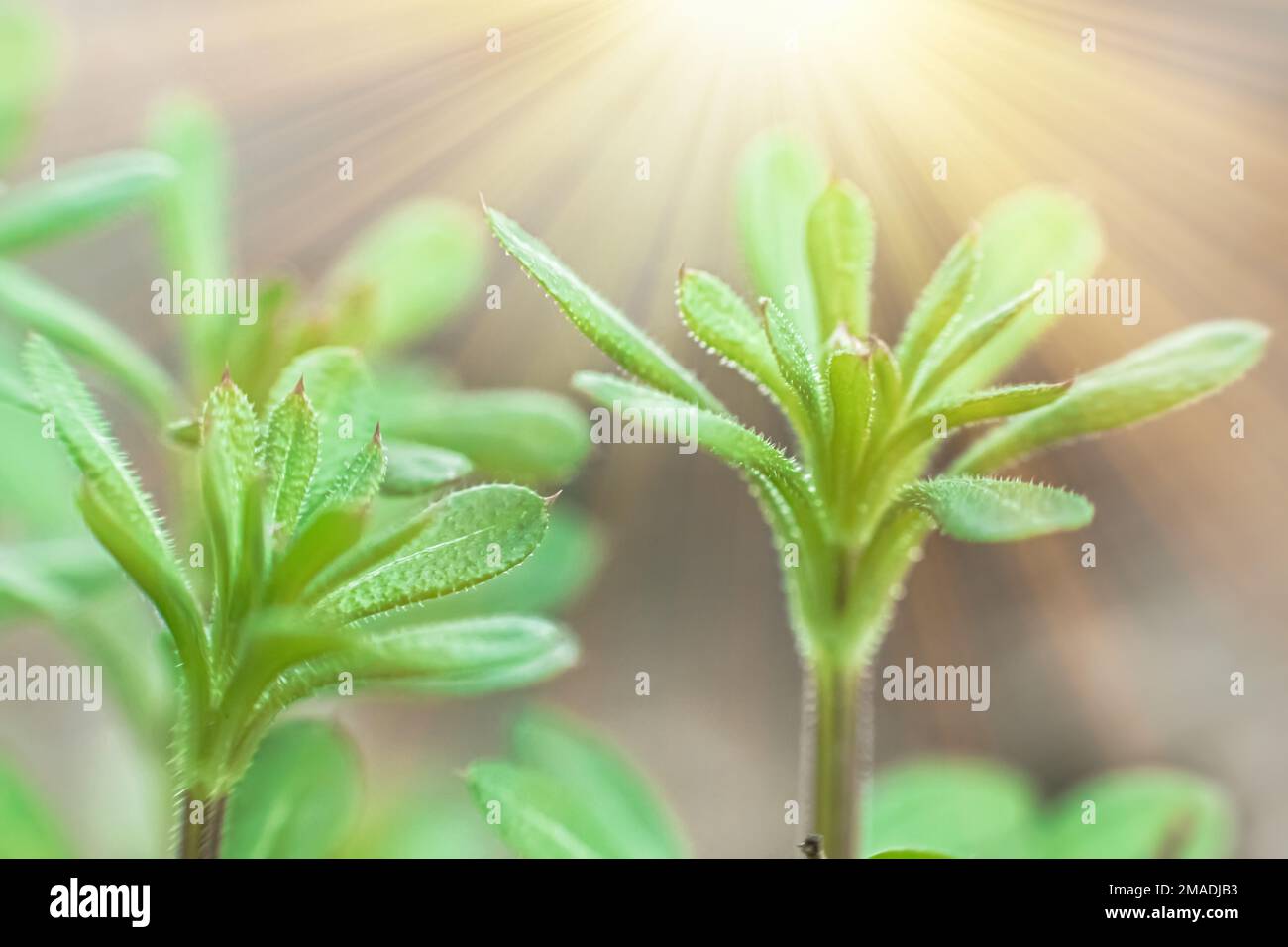 Galium aparine cleavers, catchweed, stickyweed, robin-run-the-hedge ...