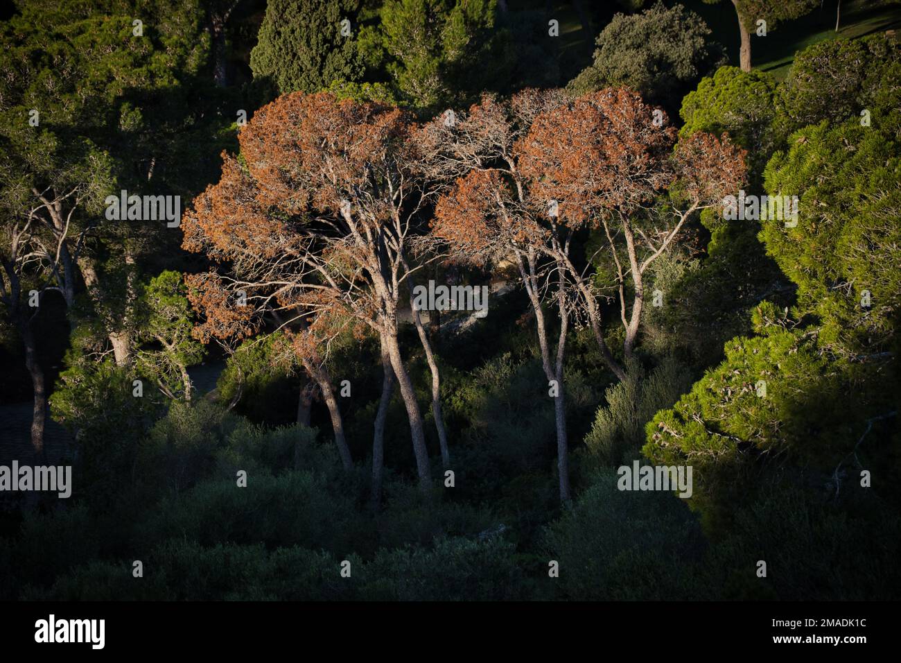Diseased pine trees hi-res stock photography and images - Alamy