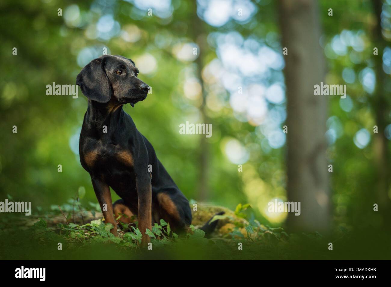 Hunting dog in a forest Stock Photo - Alamy