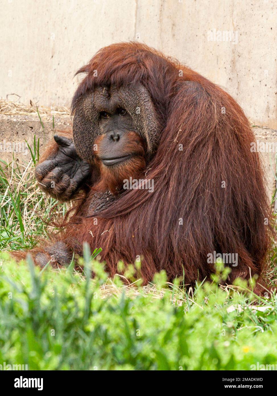 Dominant Male Orangutan and hand: A huge hand upfurls as a larg Borneo ...