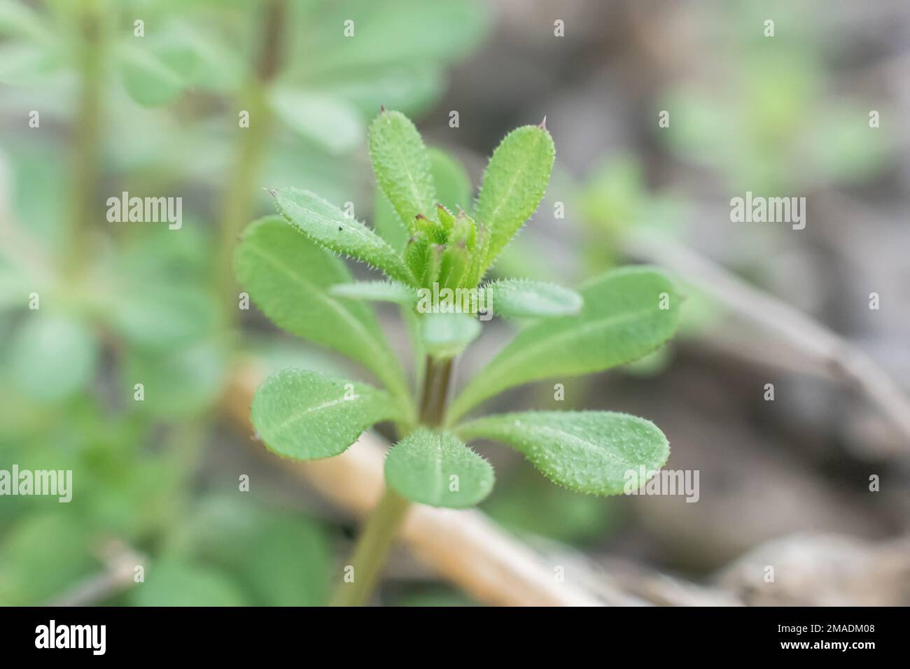 Willow herb plant hi-res stock photography and images - Alamy