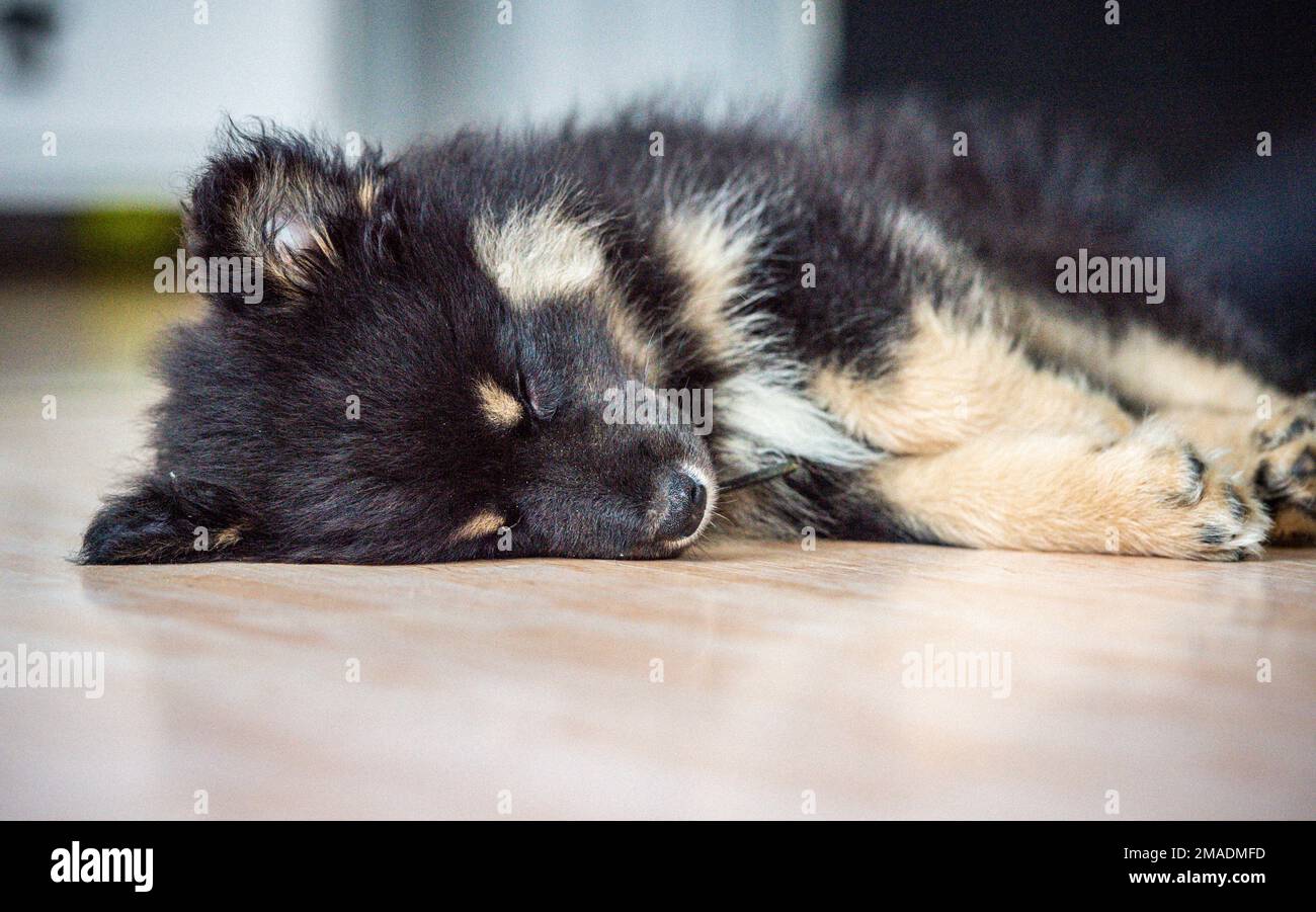 a playful puppy explore the world. sleepy puppy a sleepy after play all ...