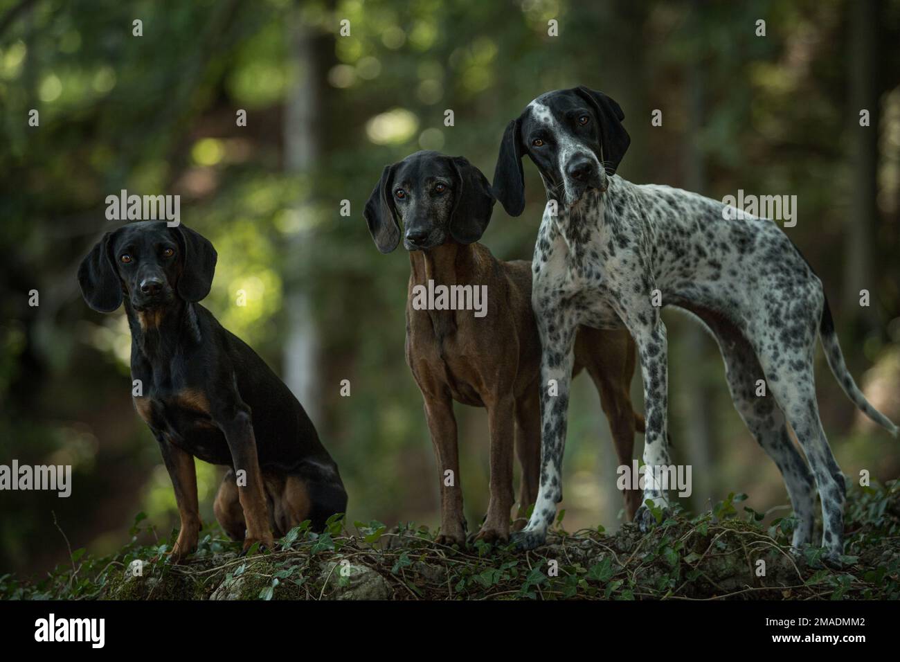 Three dogs in a forest Stock Photo - Alamy