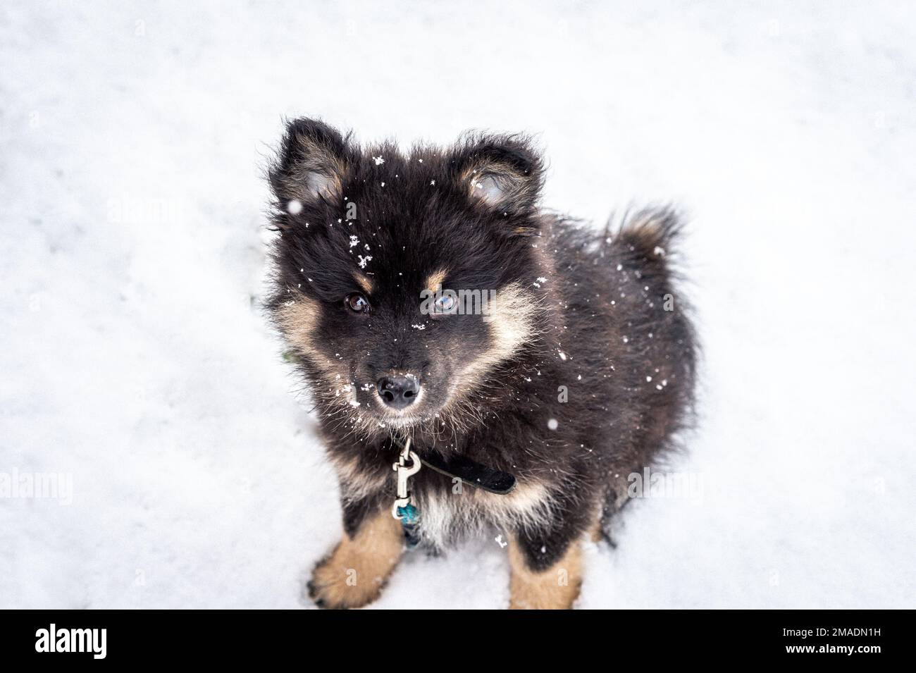 a playful puppy explore the world. sleepy puppy a sleepy after play all ...