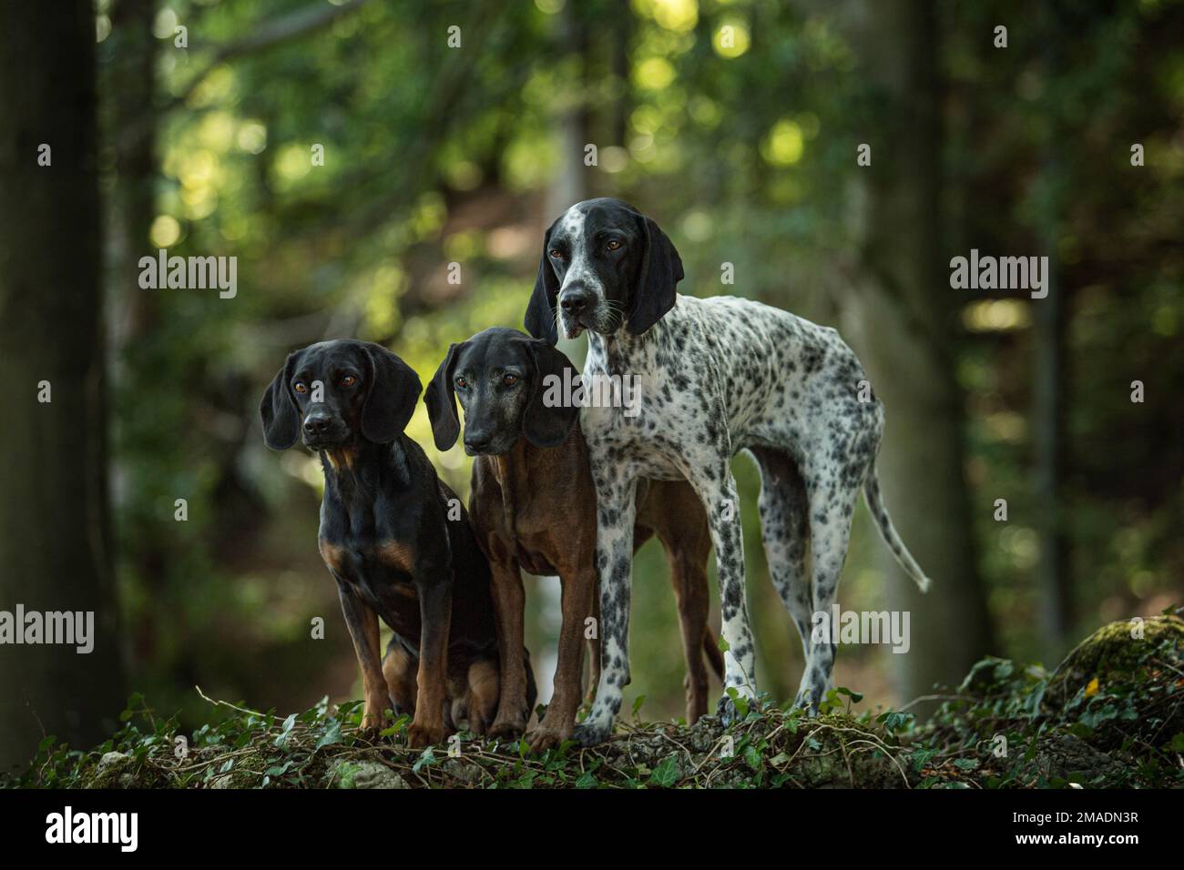 3 large dogs hi-res stock photography and images - Alamy
