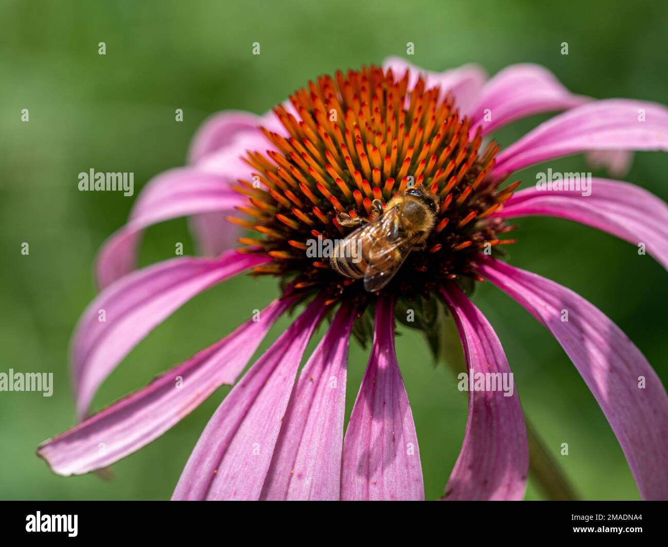 Singular bee hi-res stock photography and images - Alamy