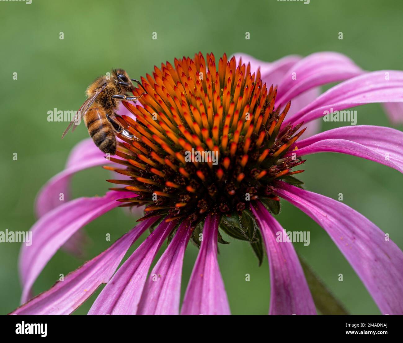 Honey Bee and an Echinacea Flower: A honey bee crawls over the cone of ...