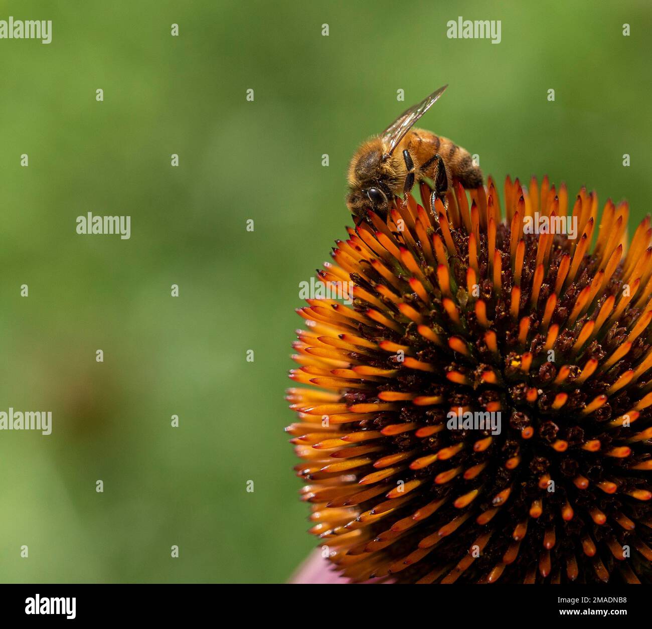 Singular bee hi-res stock photography and images - Alamy
