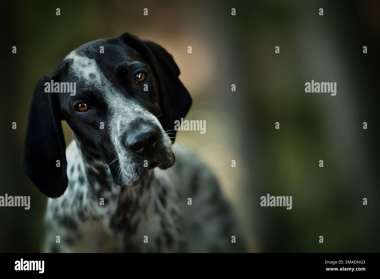 Hunting dog in a forest Stock Photo - Alamy